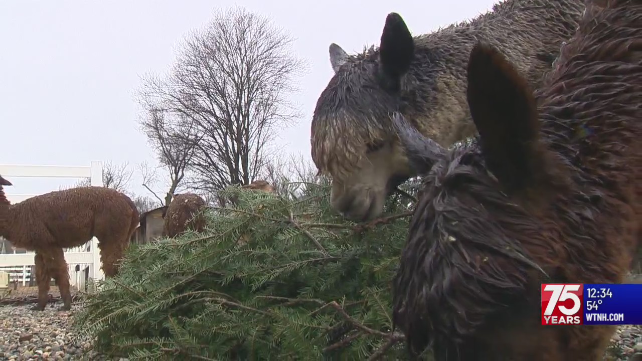 Suffield alpacas eating discarded Christmas trees – WTNH.com