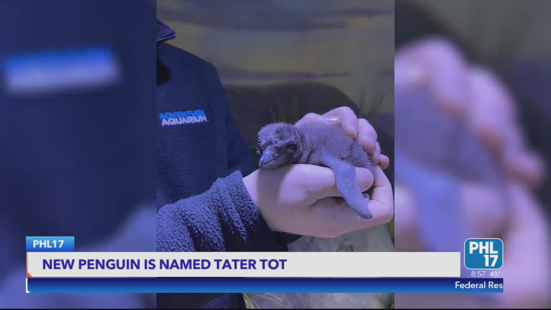 Two baby penguins born at the Adventure Aquarium – PHL17.com