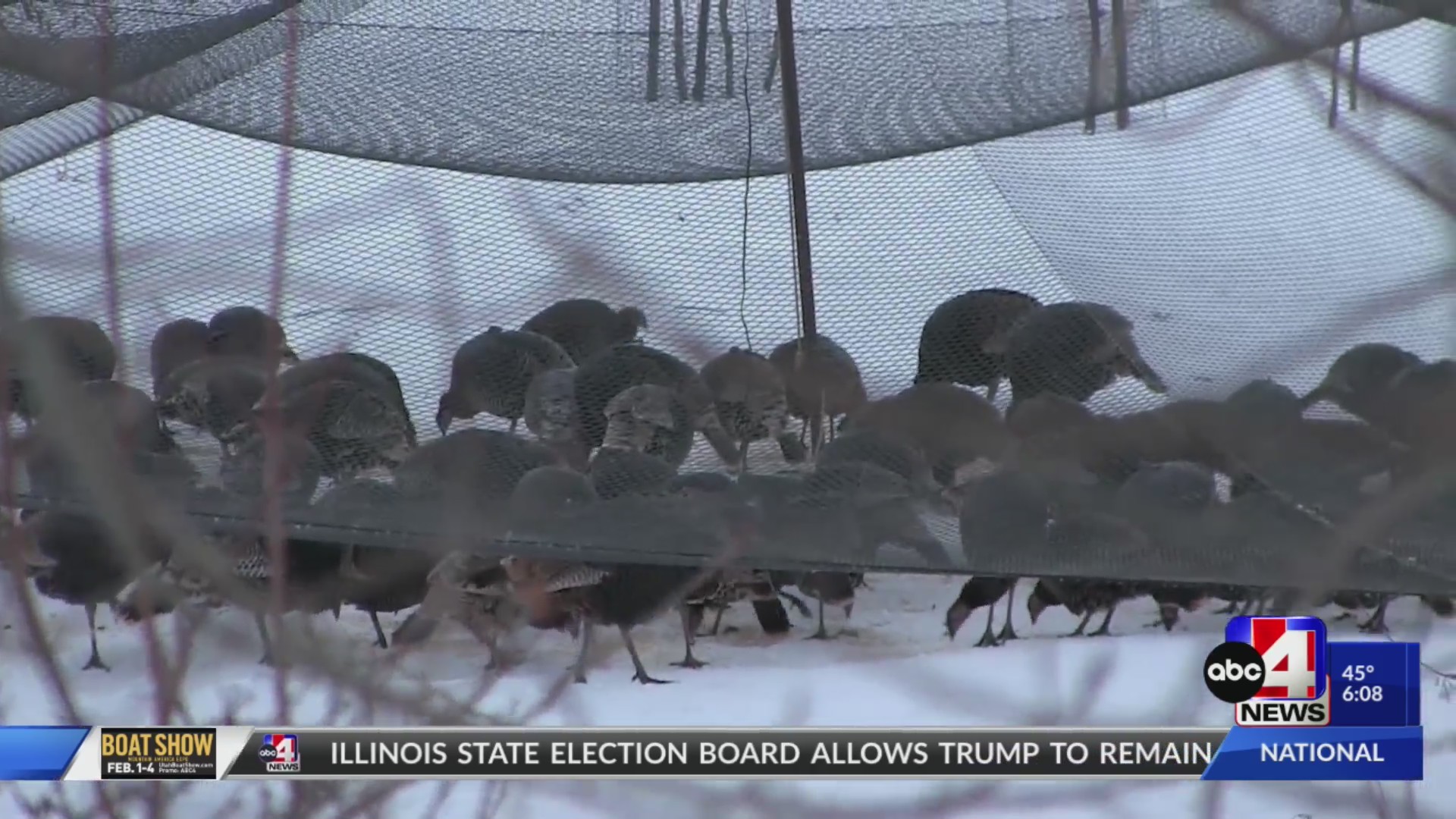Wildlife biologists on a mission to trap and relocate turkeys in ...