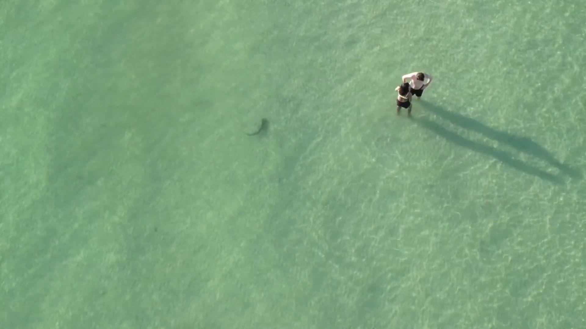 Awesome video shows sharks swarm Honeymoon Island ahead of spring break ...