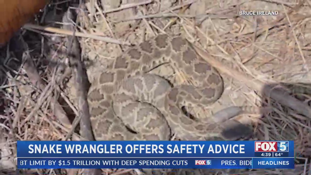 Snake Wrangler Offers Advice During Rattlesnake Season – FOX 5 San ...