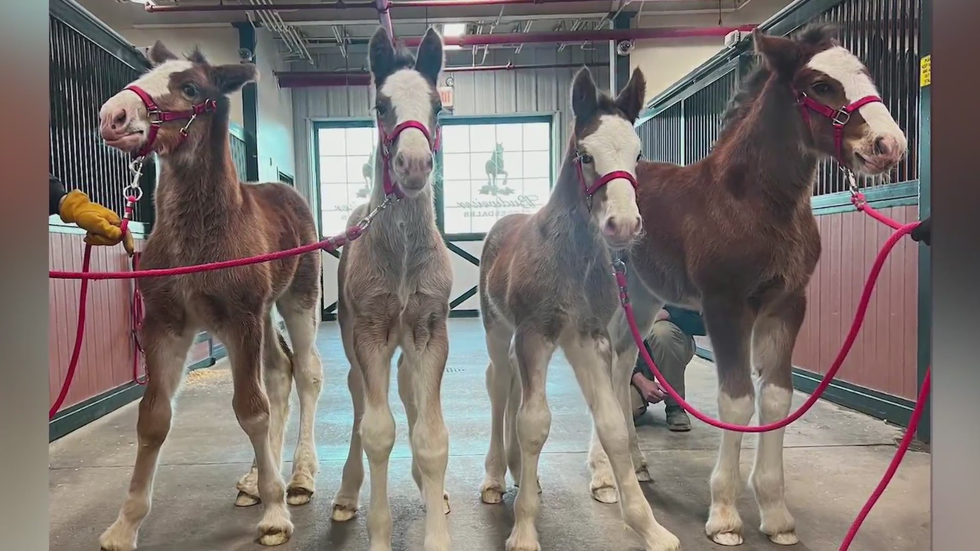 Four new baby Clydesdales born at Anheuser-Busch ranch – FOX 2