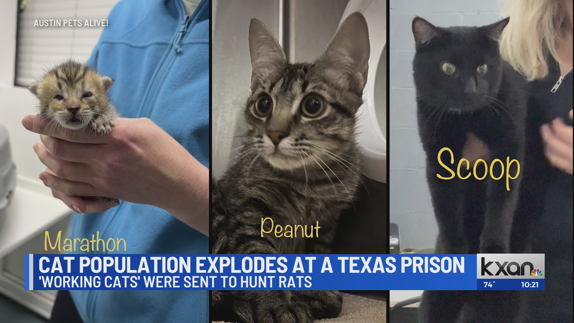 Cat population explodes at a Texas prison after ‘working’ cats are ...