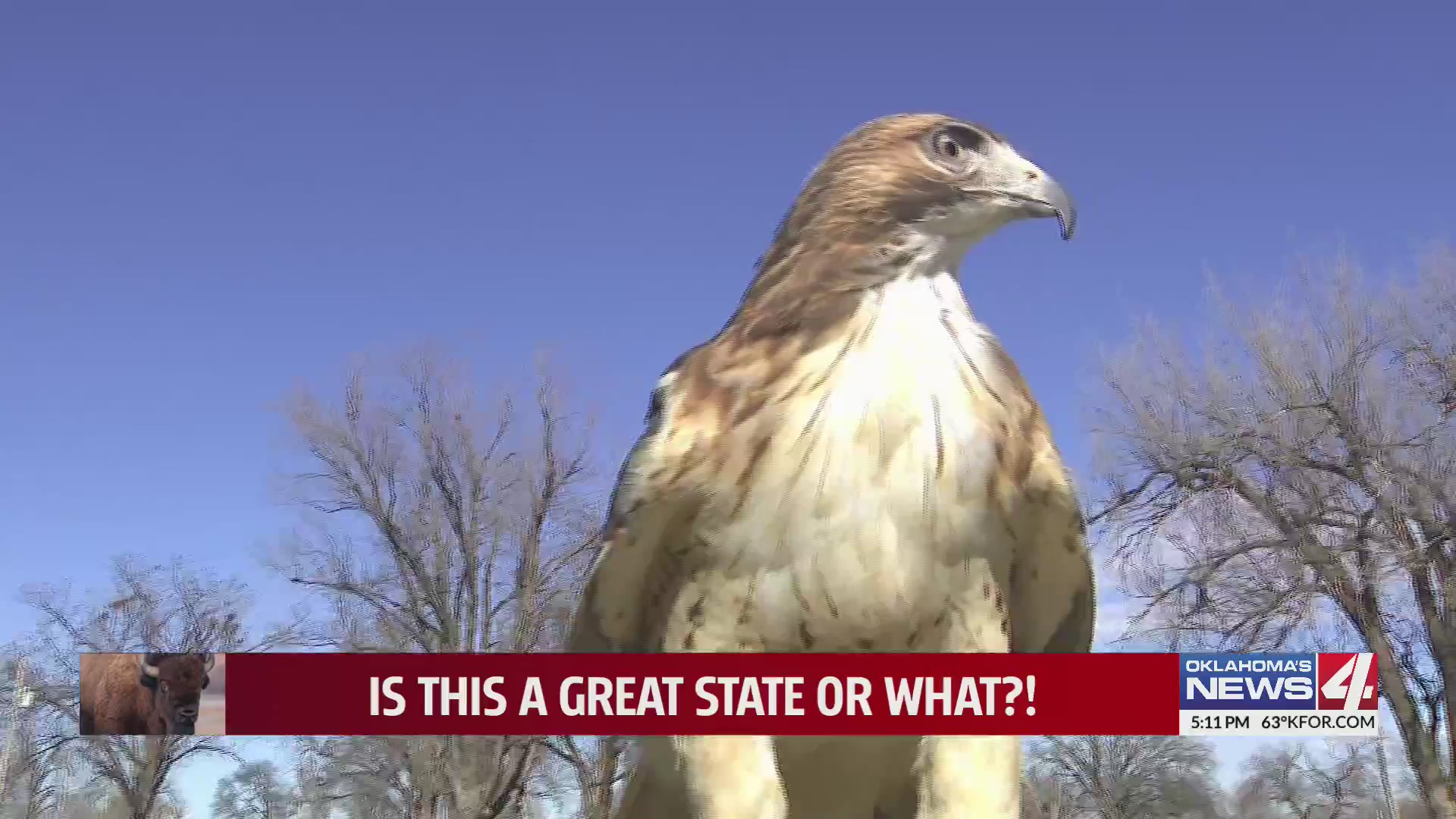 Raptors Keep provides care for the dinosaurs of today – KFOR.com ...