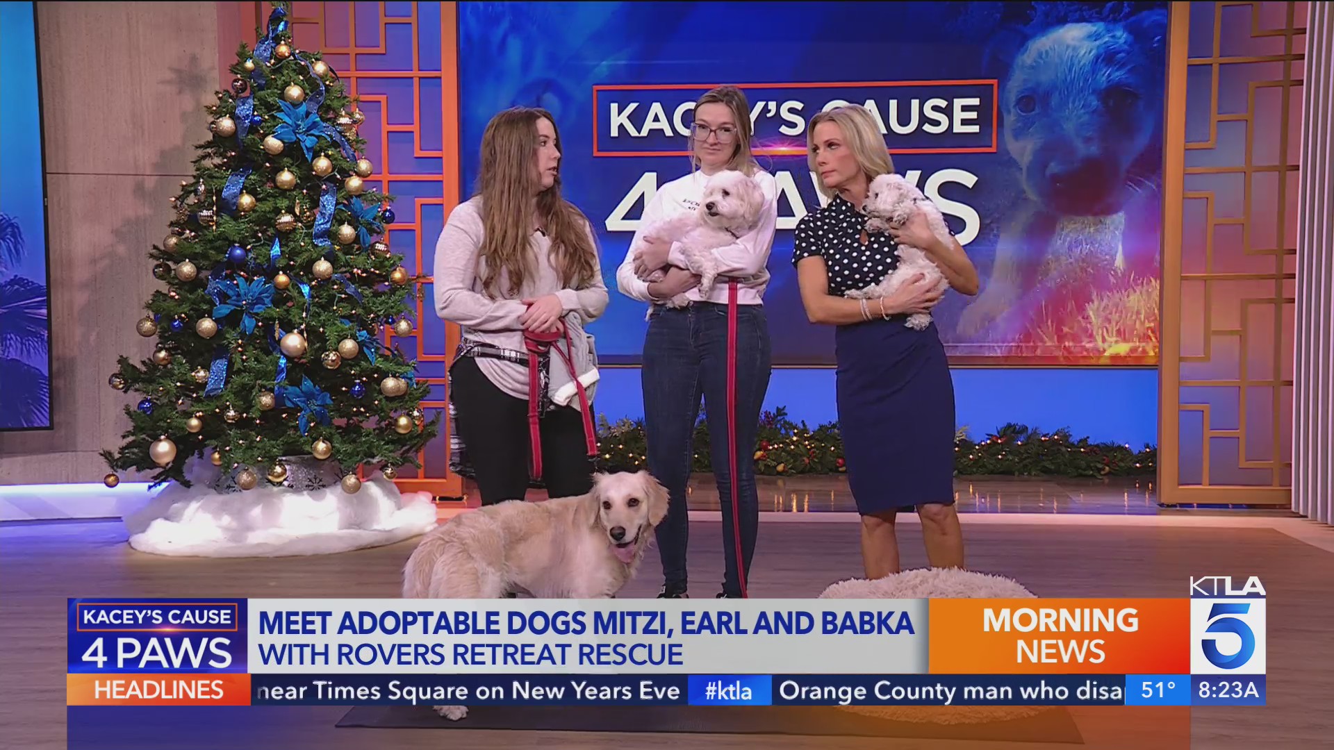 Kacey’s Cause: Adoptable dogs Mitzi, Earl and Babka from Rover’s ...