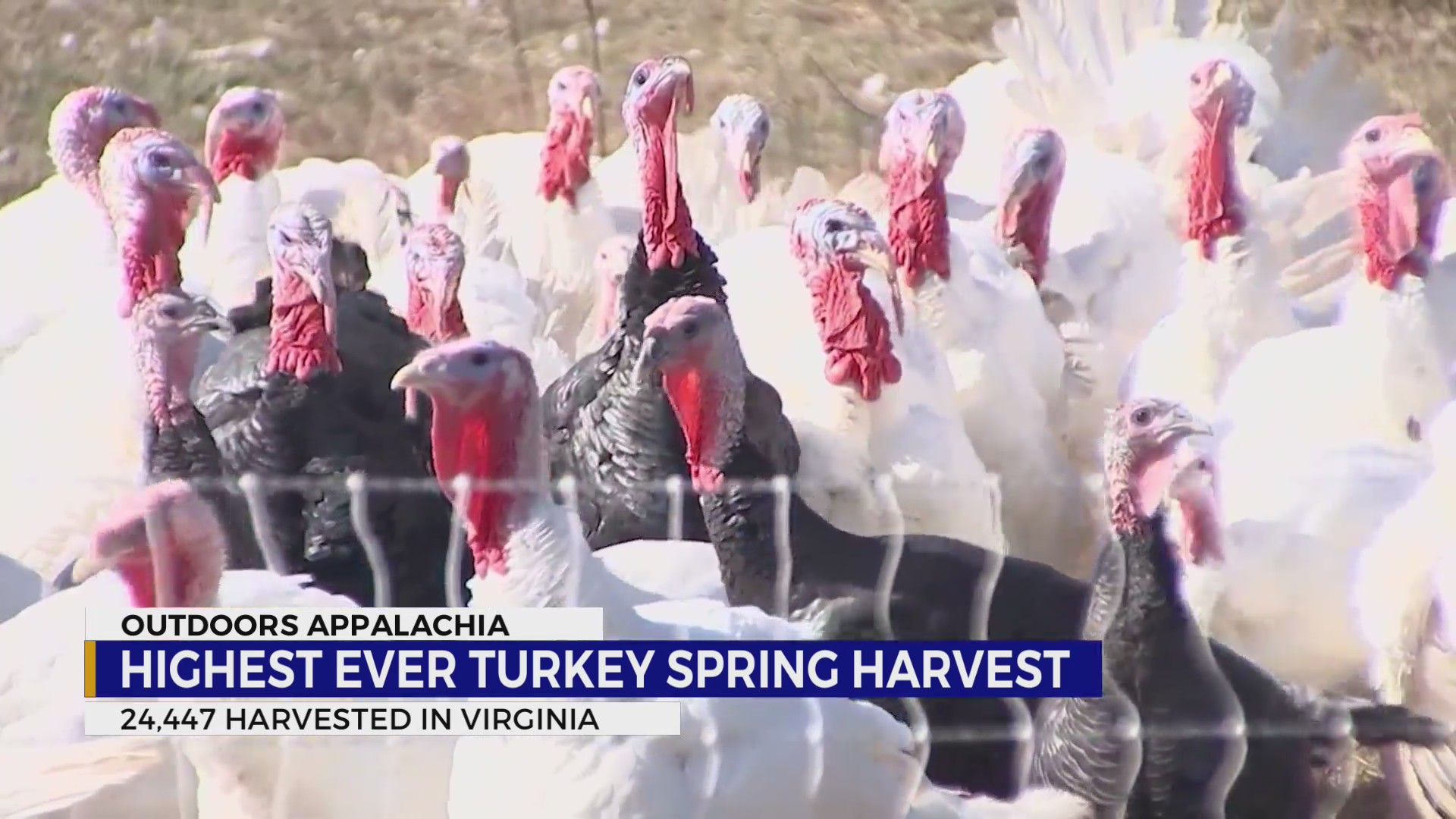 Record number of turkeys harvested in Virginia this spring, DWR reports ...
