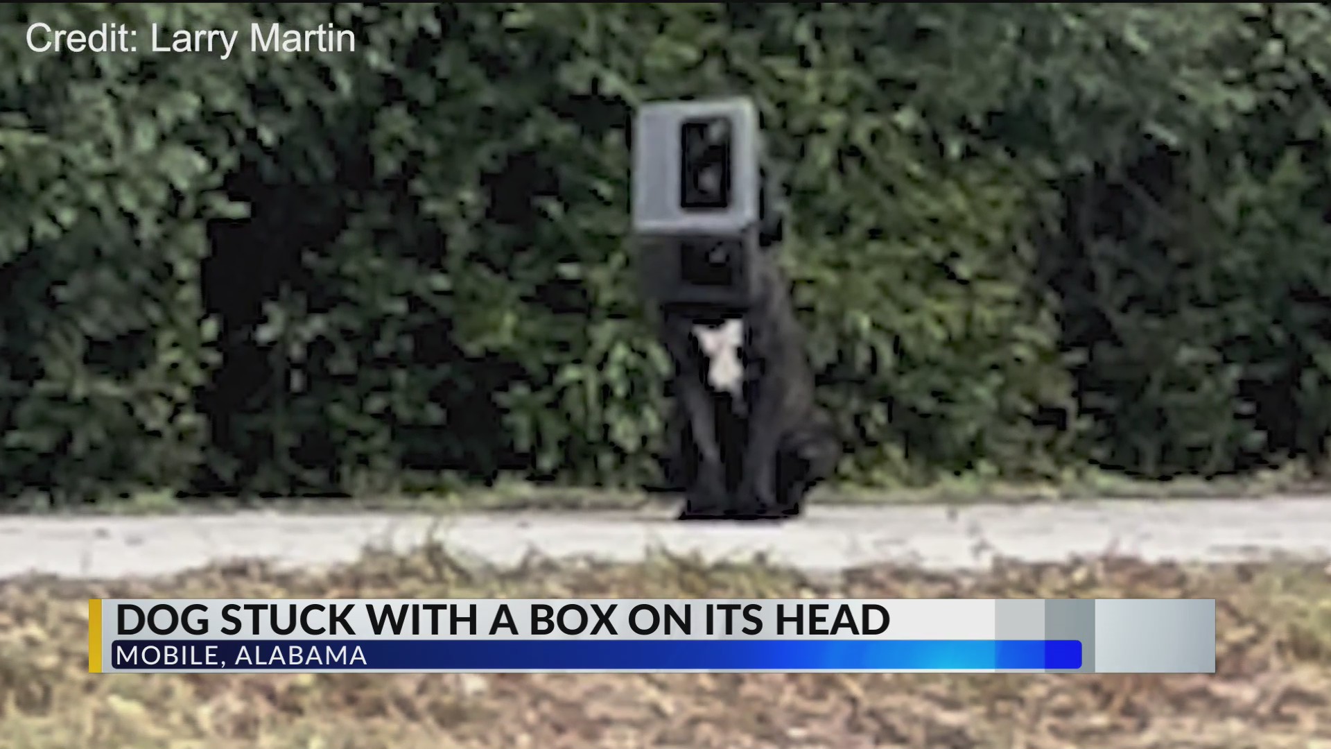 Dog with box on its head roaming for months – WFLA