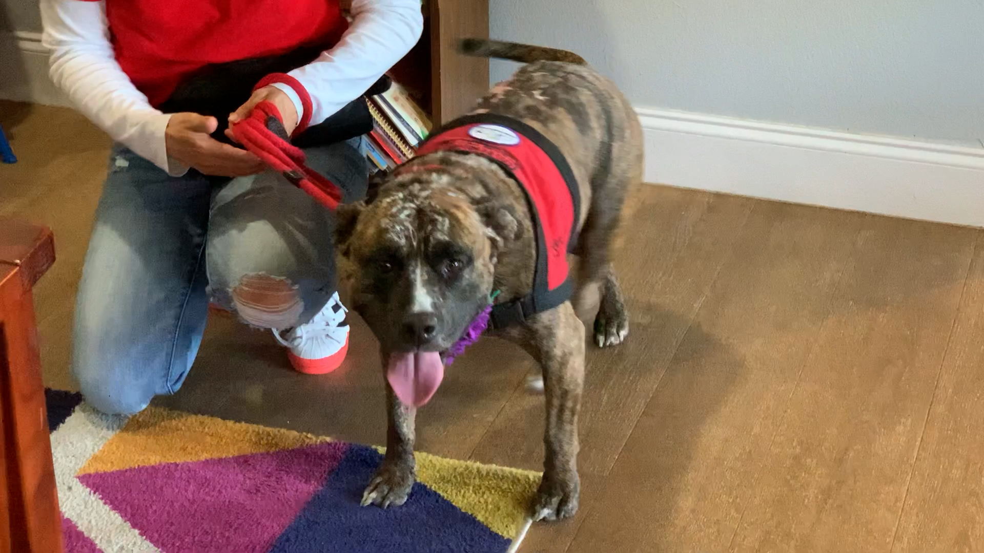 Dog severely burned in animal cruelty case visits domestic violence ...