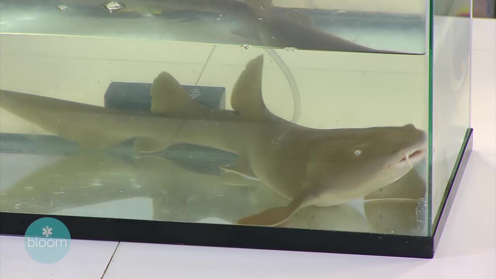 Why we should love our Florida sharks – WFLA