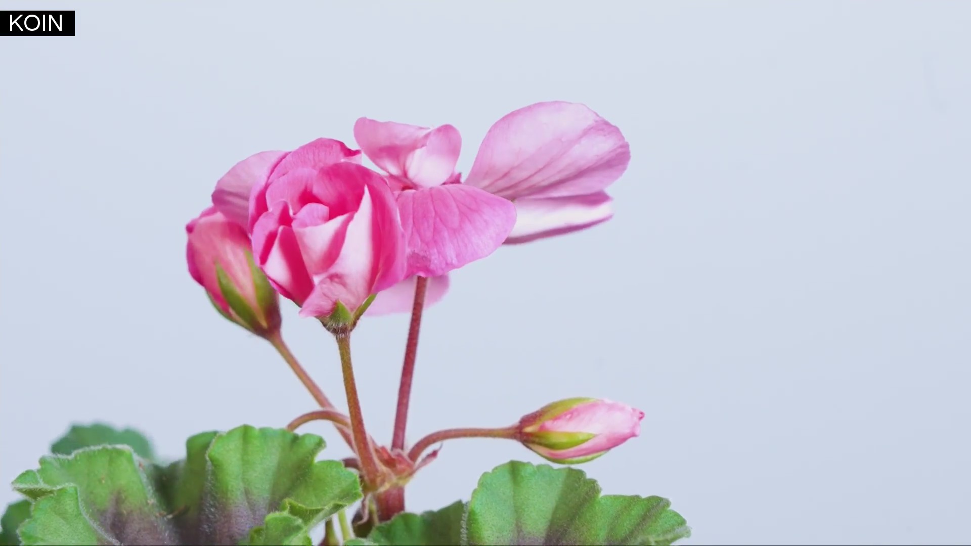 Geranium, heliotrope face off in Final Flora Plant Madness Tournament ...