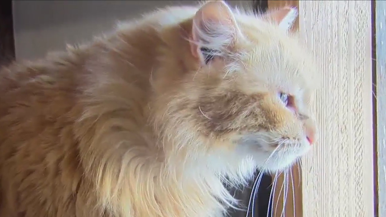 Macedon couple creates ‘Barn Lion Plushie’ to help fund future farm ...