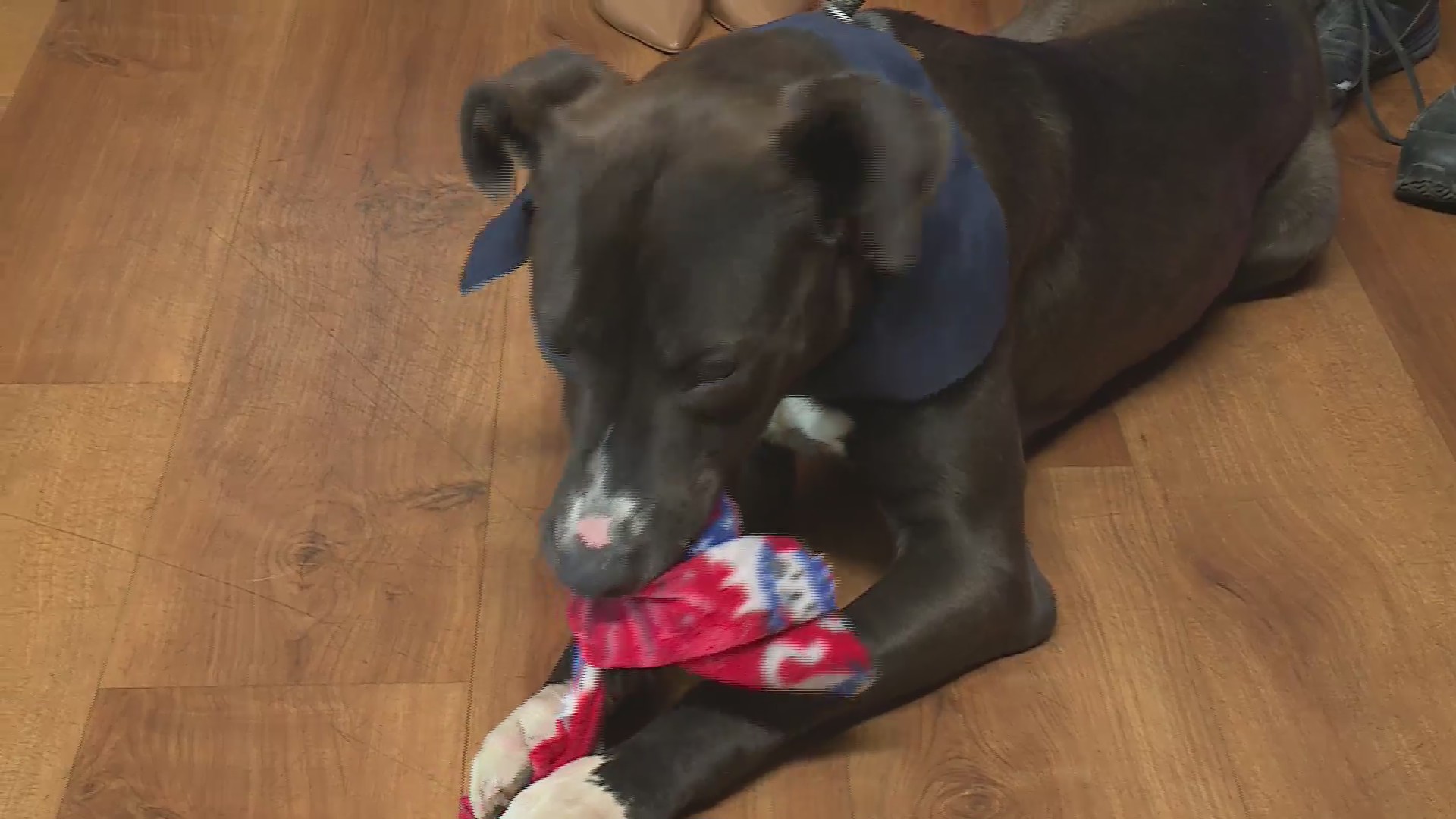 Adopt Toro – One of the APA’s dogs with the longest stay at the shelter ...