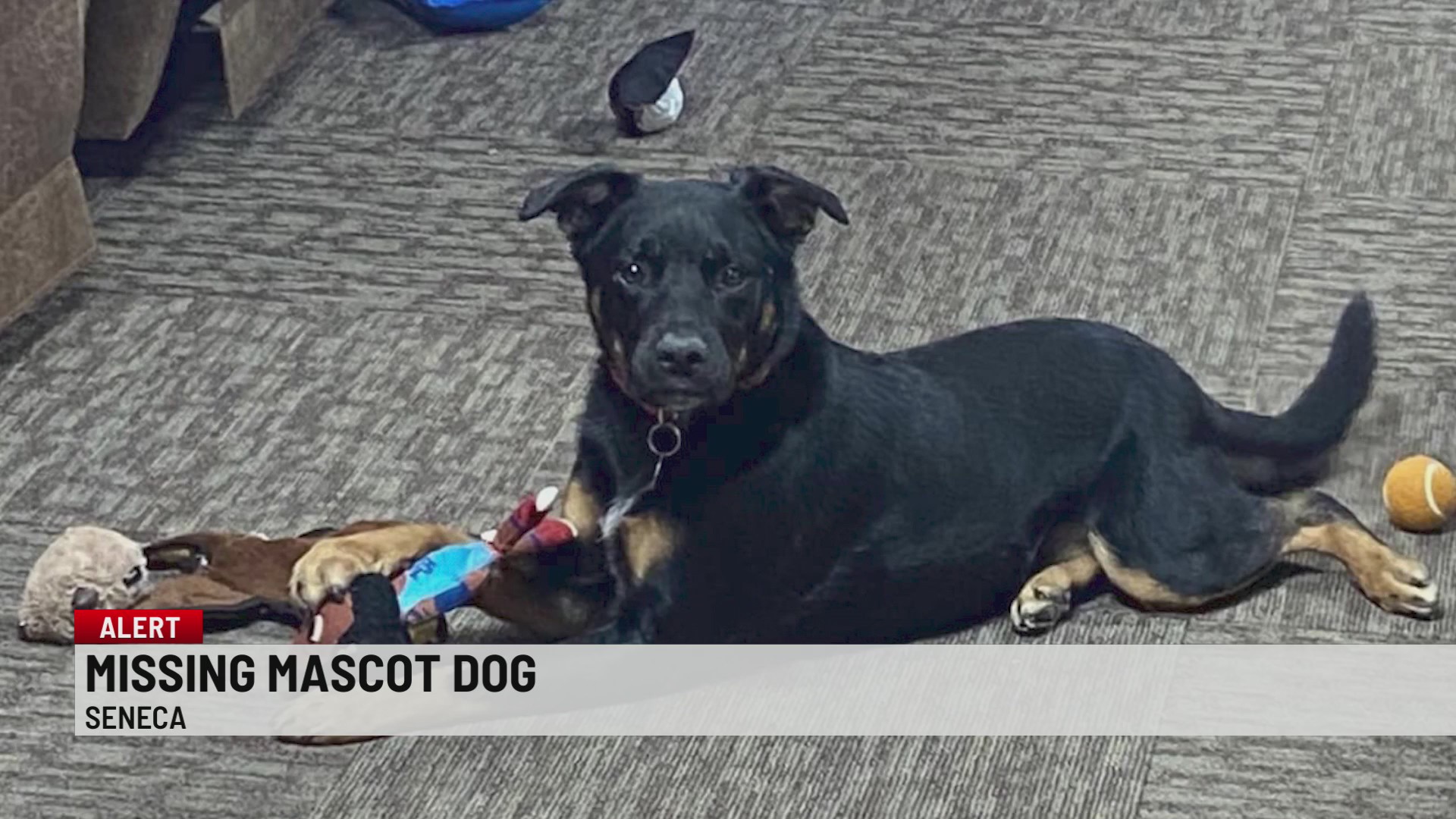 Missing City of Seneca Fire Department mascot – WSPA 7NEWS