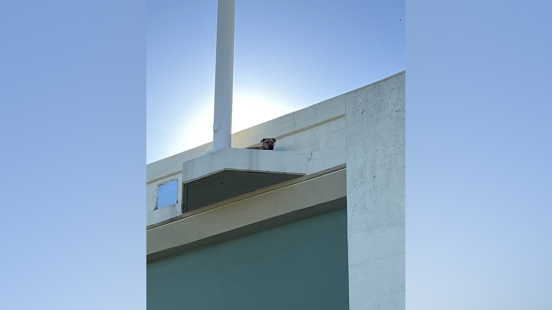 Dog rescued from overpass ledge in Hillsborough – WFLA