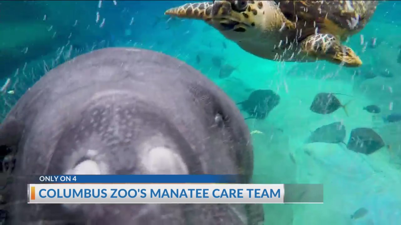 NBC4 Today’s Manatee Week continues: Meet Stubby – NBC4 WCMH-TV