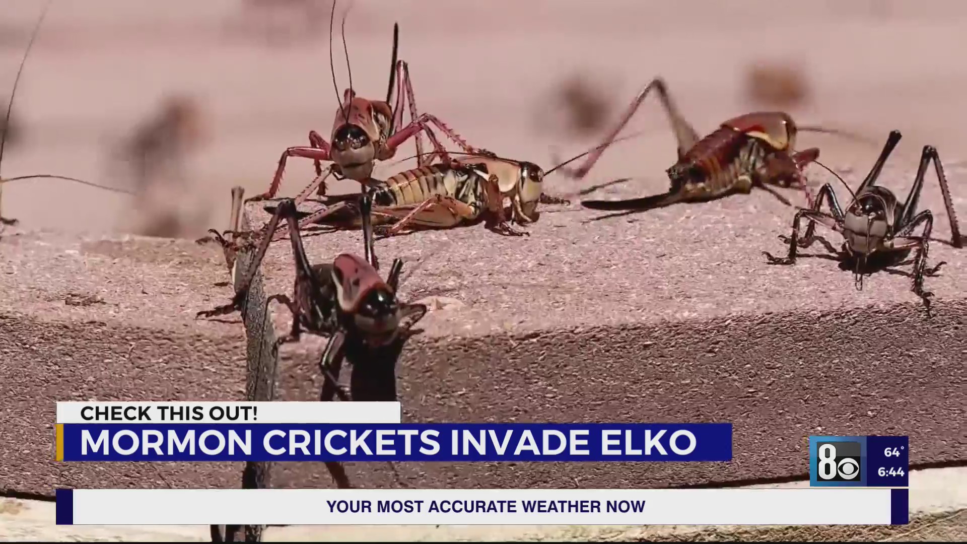 Mormon crickets invade Elko – KLAS