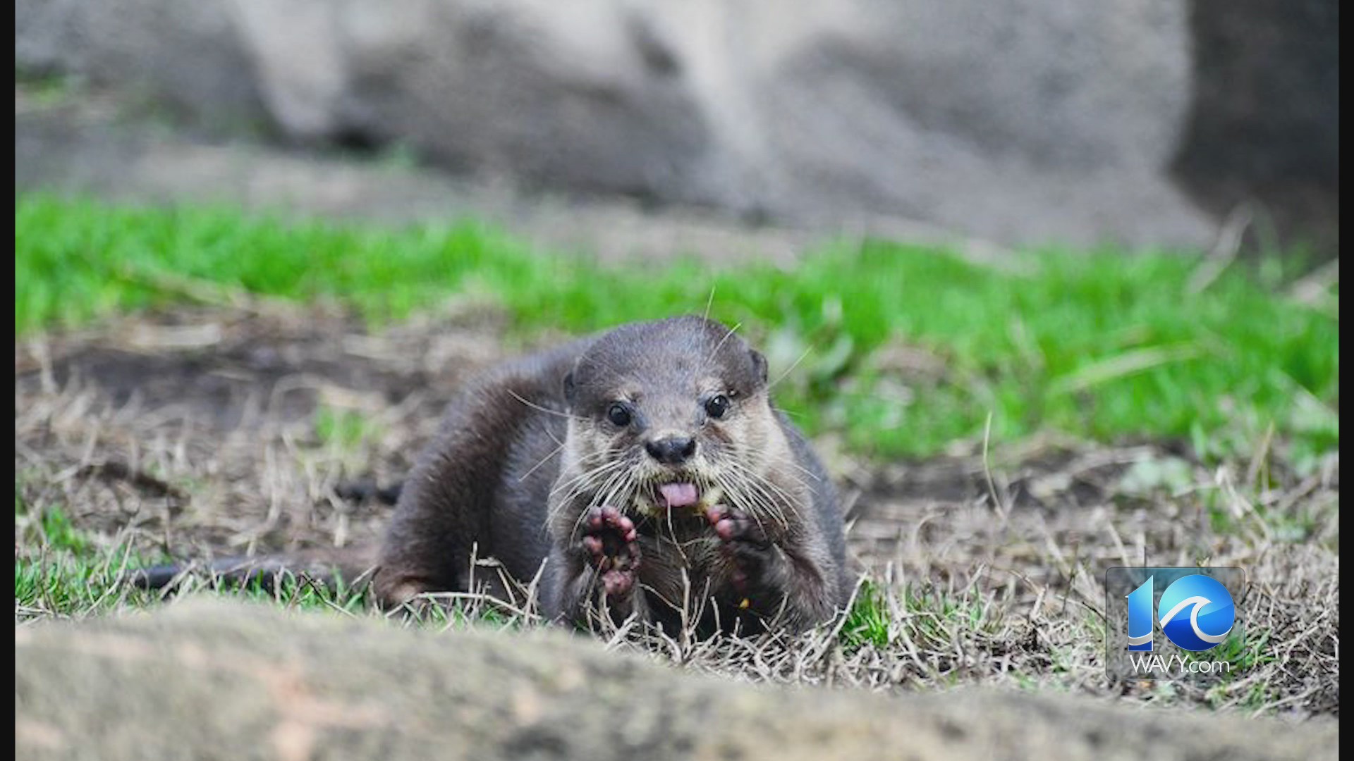 Virginia Zoo announces death of elderly otter – WAVY.com