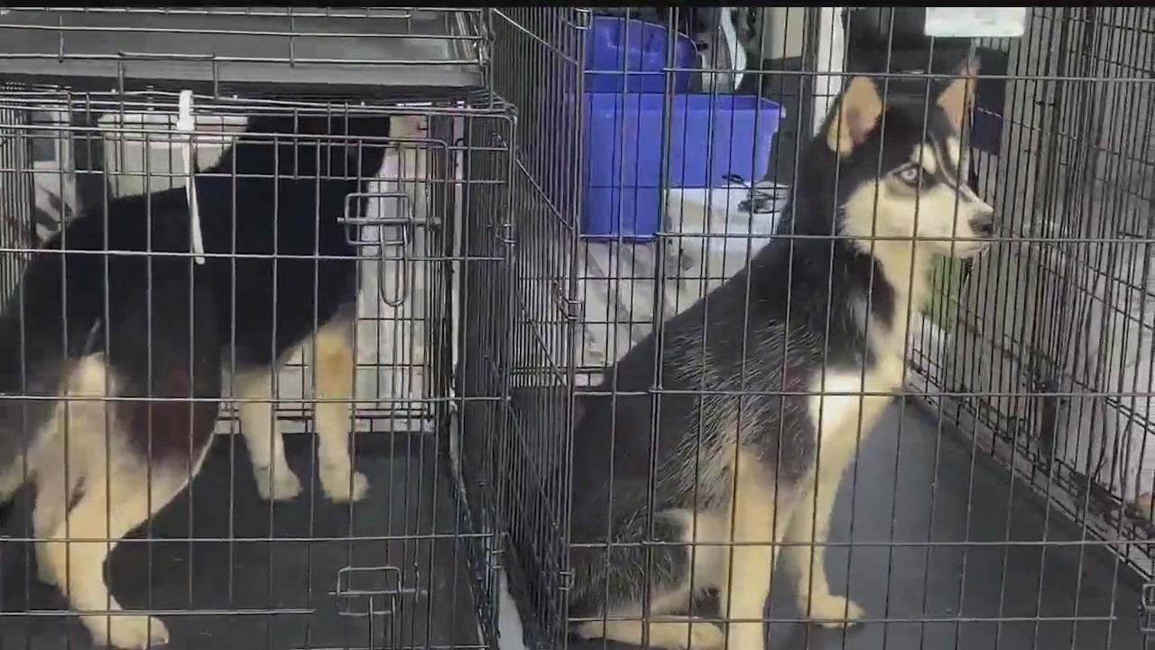 10 dogs, fish, eel removed from Youngstown home – WKBN.com