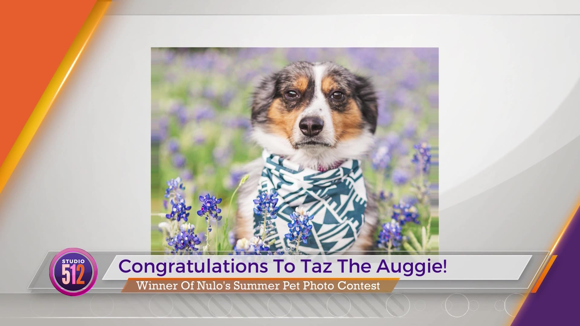 Congratulations To Our Nulo Pet Photo Contest Winner! – KXAN Austin