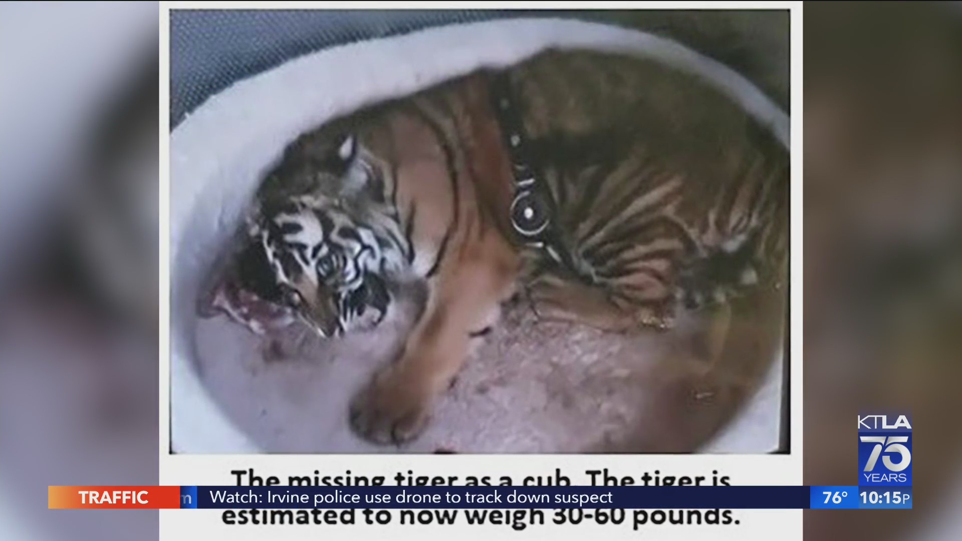 Found: Alligator, drugs, guns, money. But where’s the tiger? – KTLA
