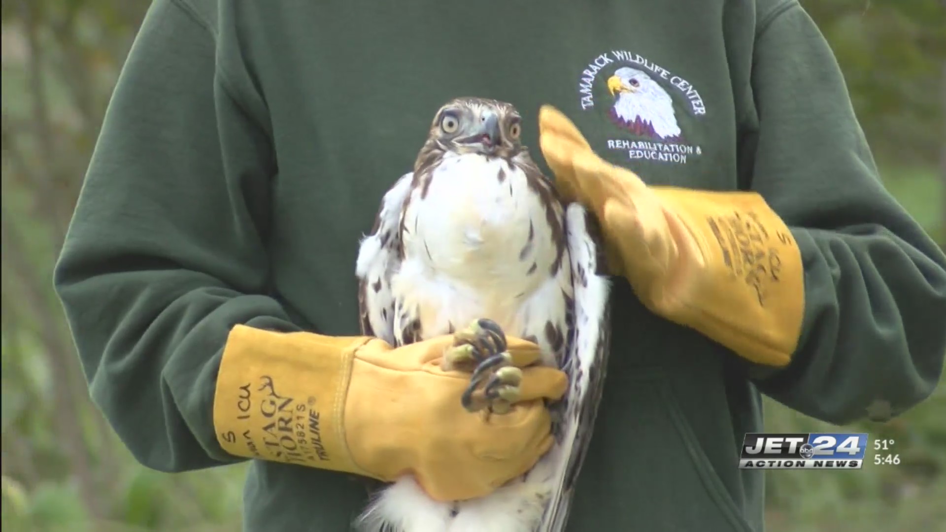 Tamarack Wildlife Center releases four birds back into the wild after ...