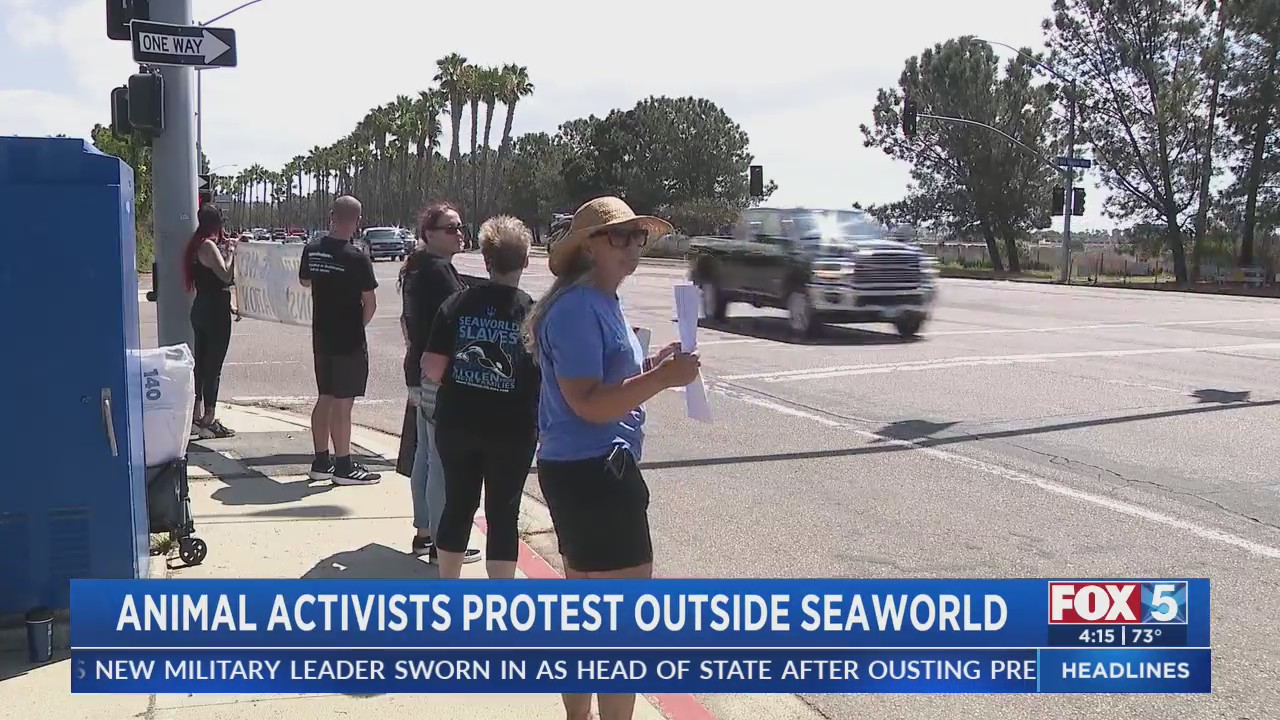 Animal Activists Protest Outside Seaworld – FOX 5 San Diego & KUSI News