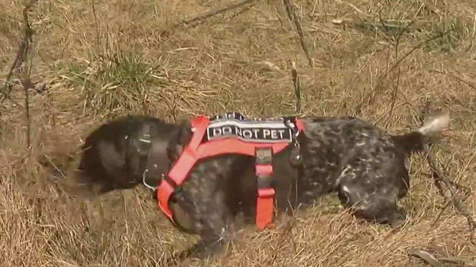 Dogs trained to sniff out chronic wasting disease in Pennsylvania – ABC27