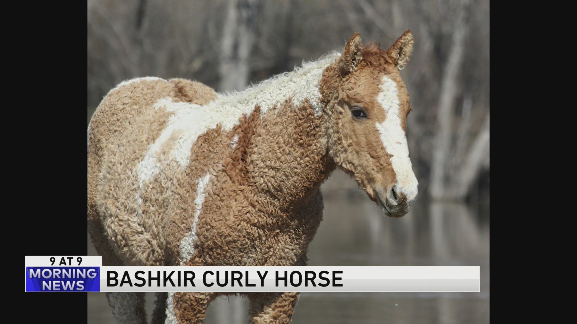 Bashkir Curly Horse – WGN-TV