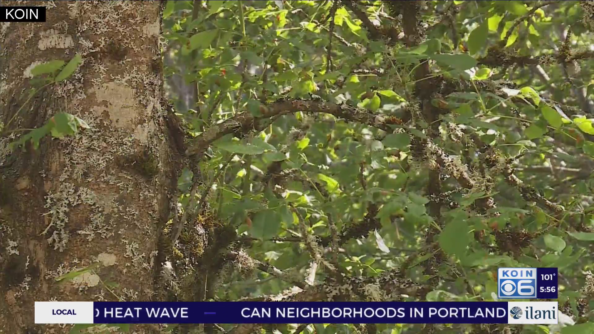 Ash trees could be wiped out within a decade – KOIN.com