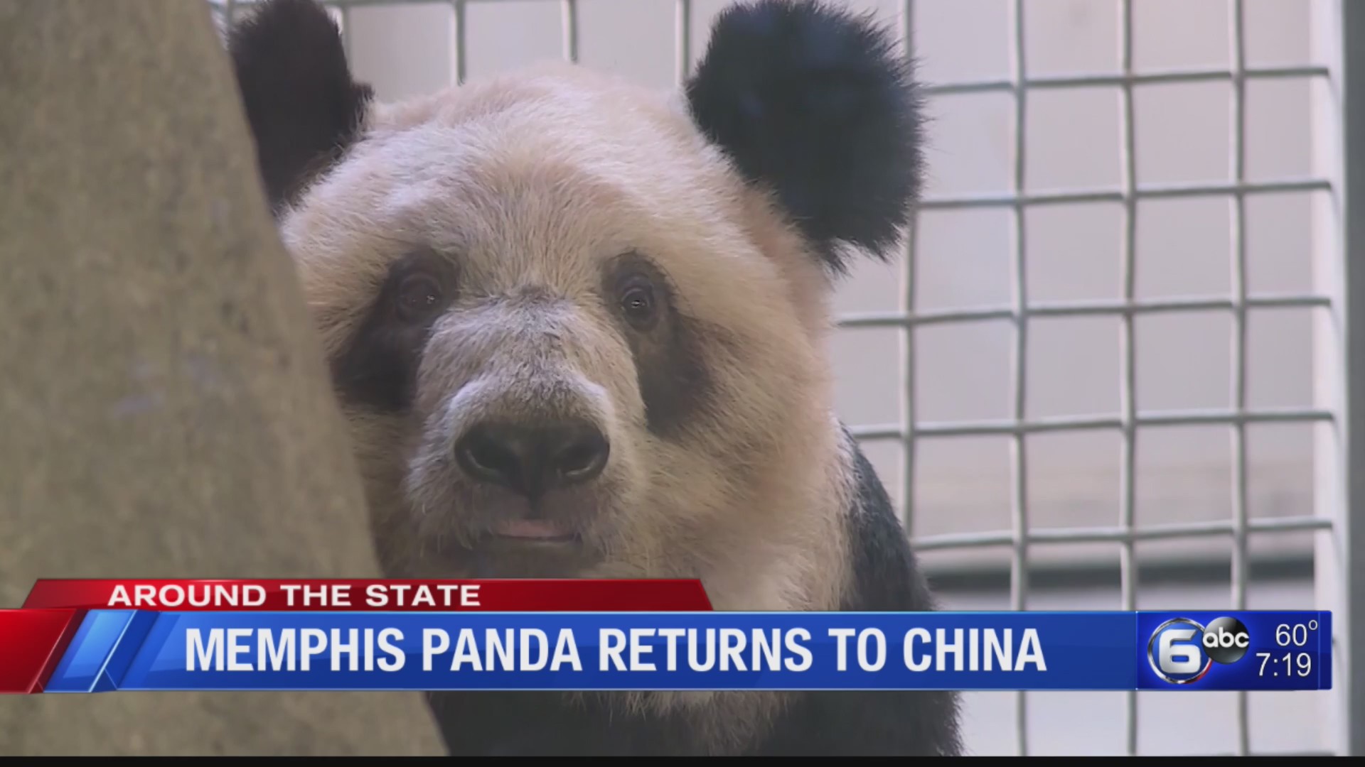 Memphis panda returns to China – WATE 6 On Your Side
