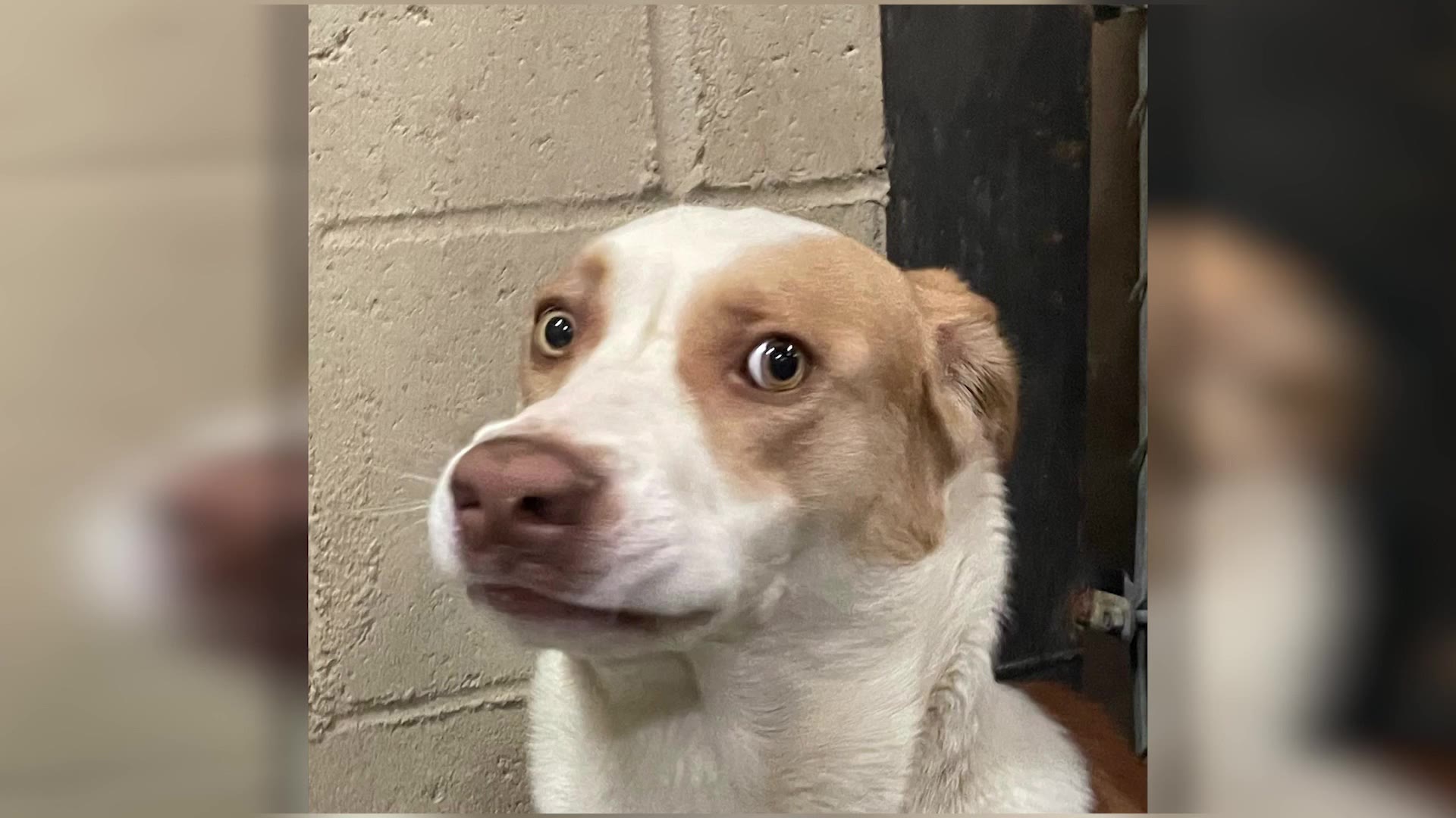 North Augusta Animal control working with rescue to empty shelter – WJBF