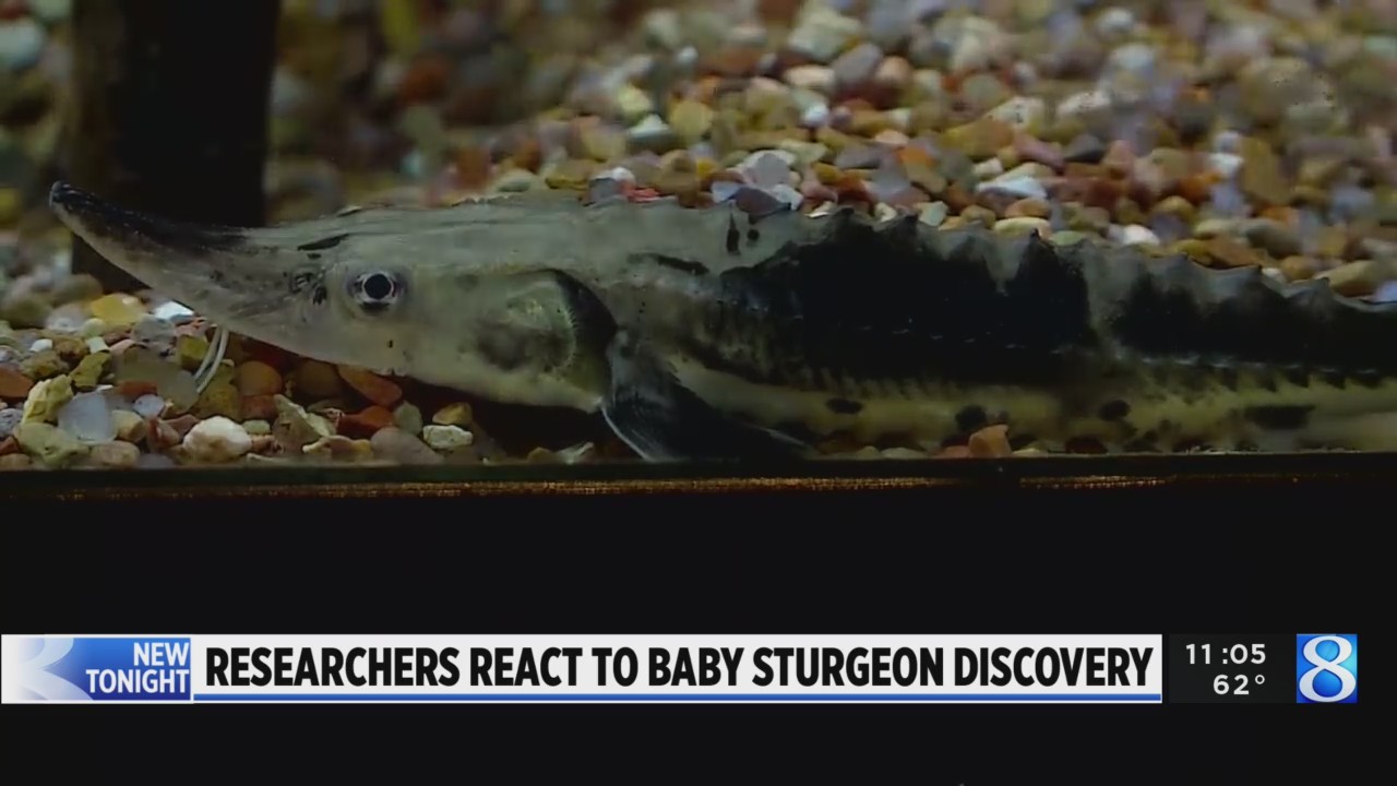 Baby sturgeon found in Grand River, a research breakthrough – WOODTV.com