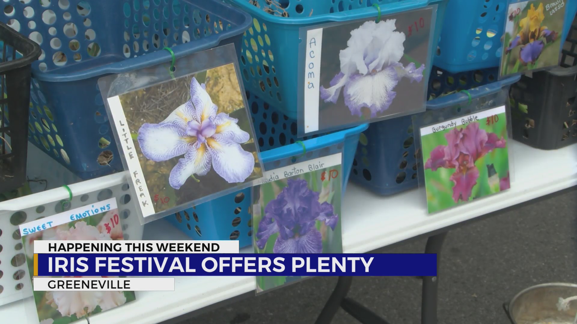 28th Annual Iris festival brings large crowds to downtown Greeneville ...