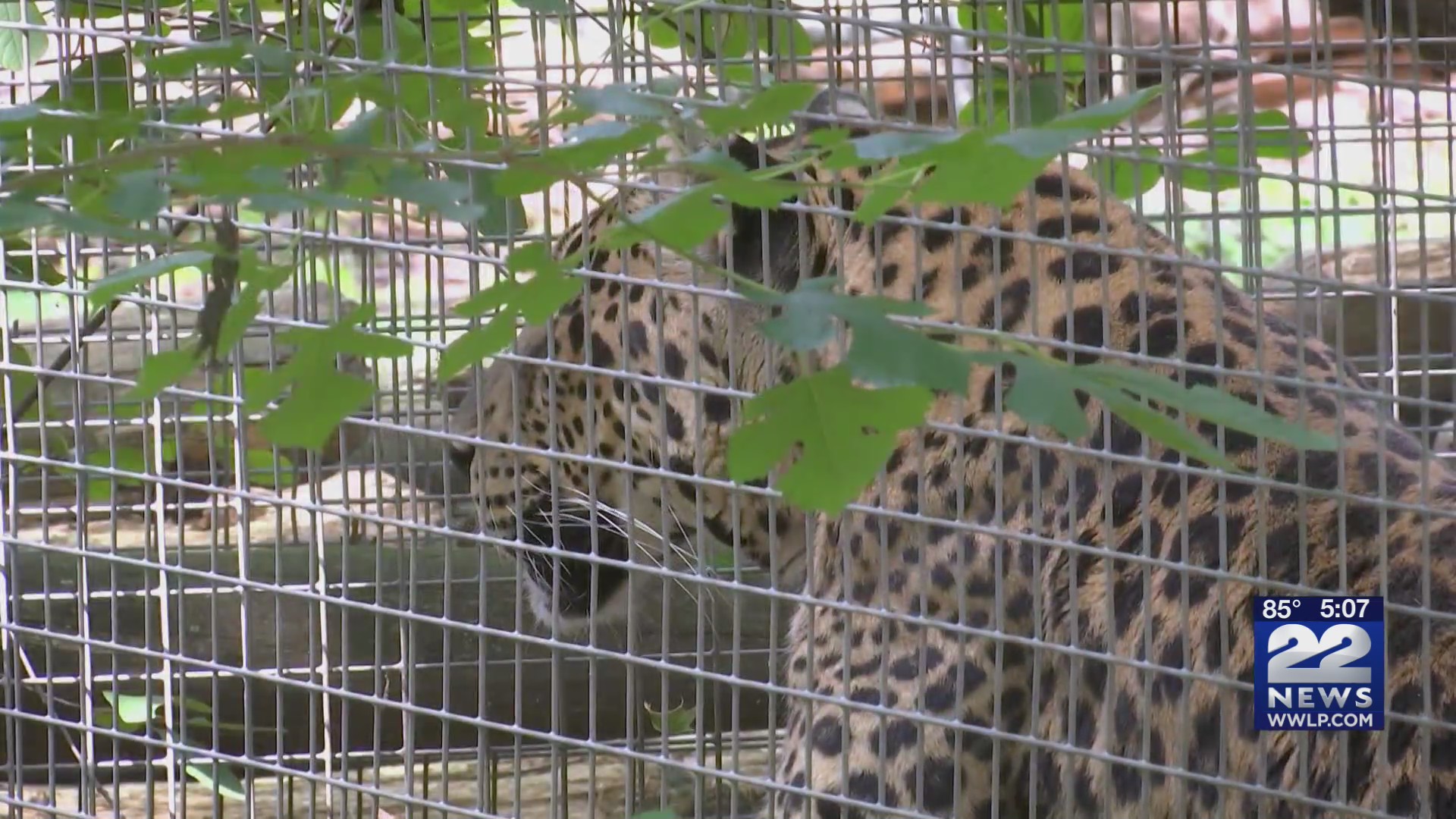 National Wildlife Day: Top zoos to visit in western Massachusetts – WWLP