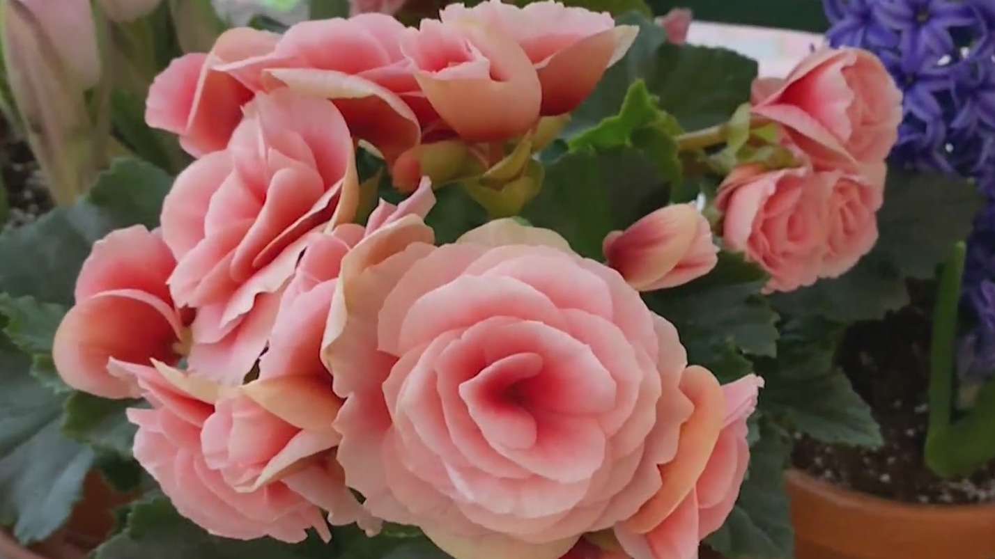 Kucko’s Camera: Dutch Connection at the George Eastman Museum ...