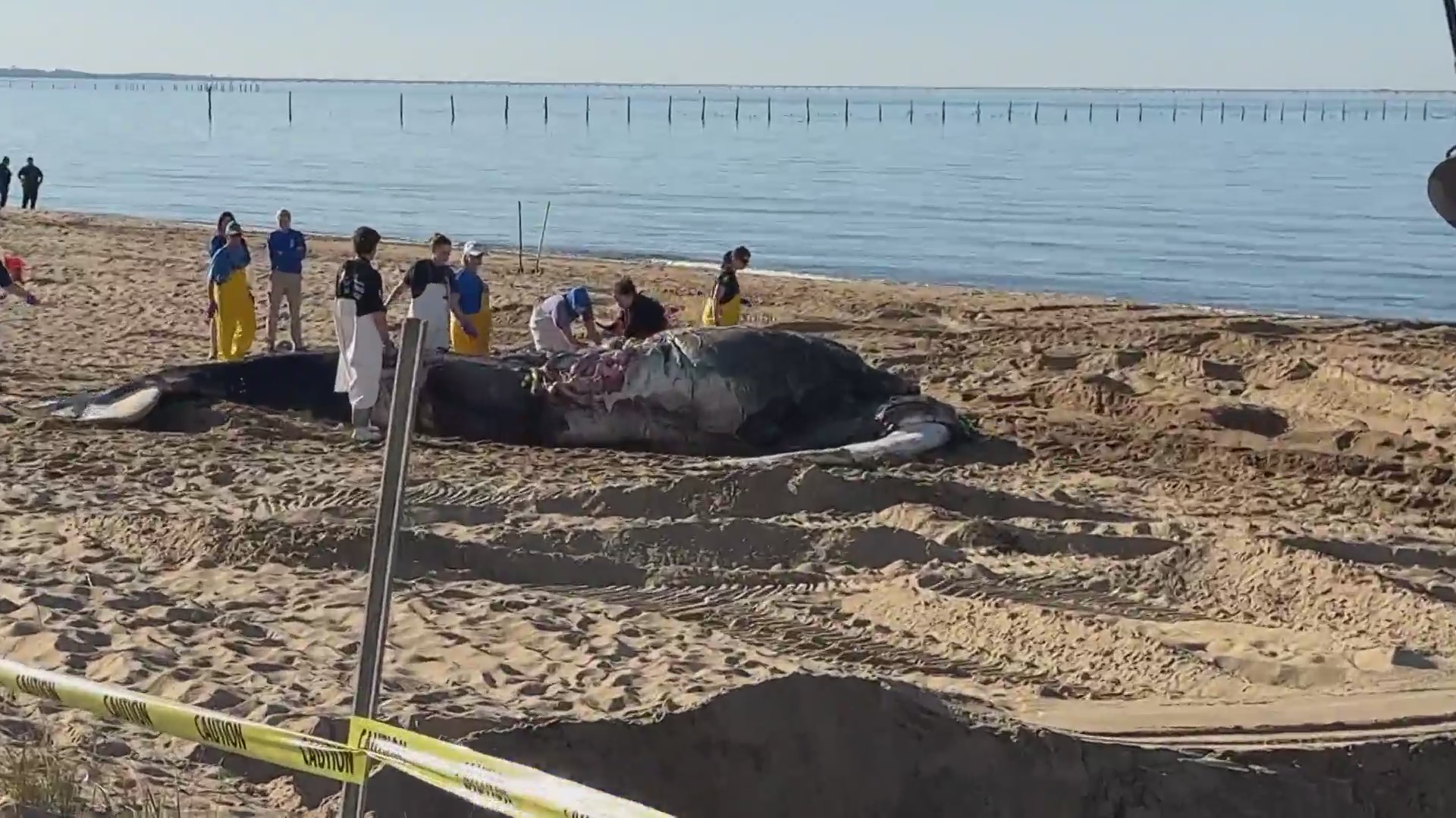 Dead humpback whale spotted floating off Virginia Beach coast – WAVY.com