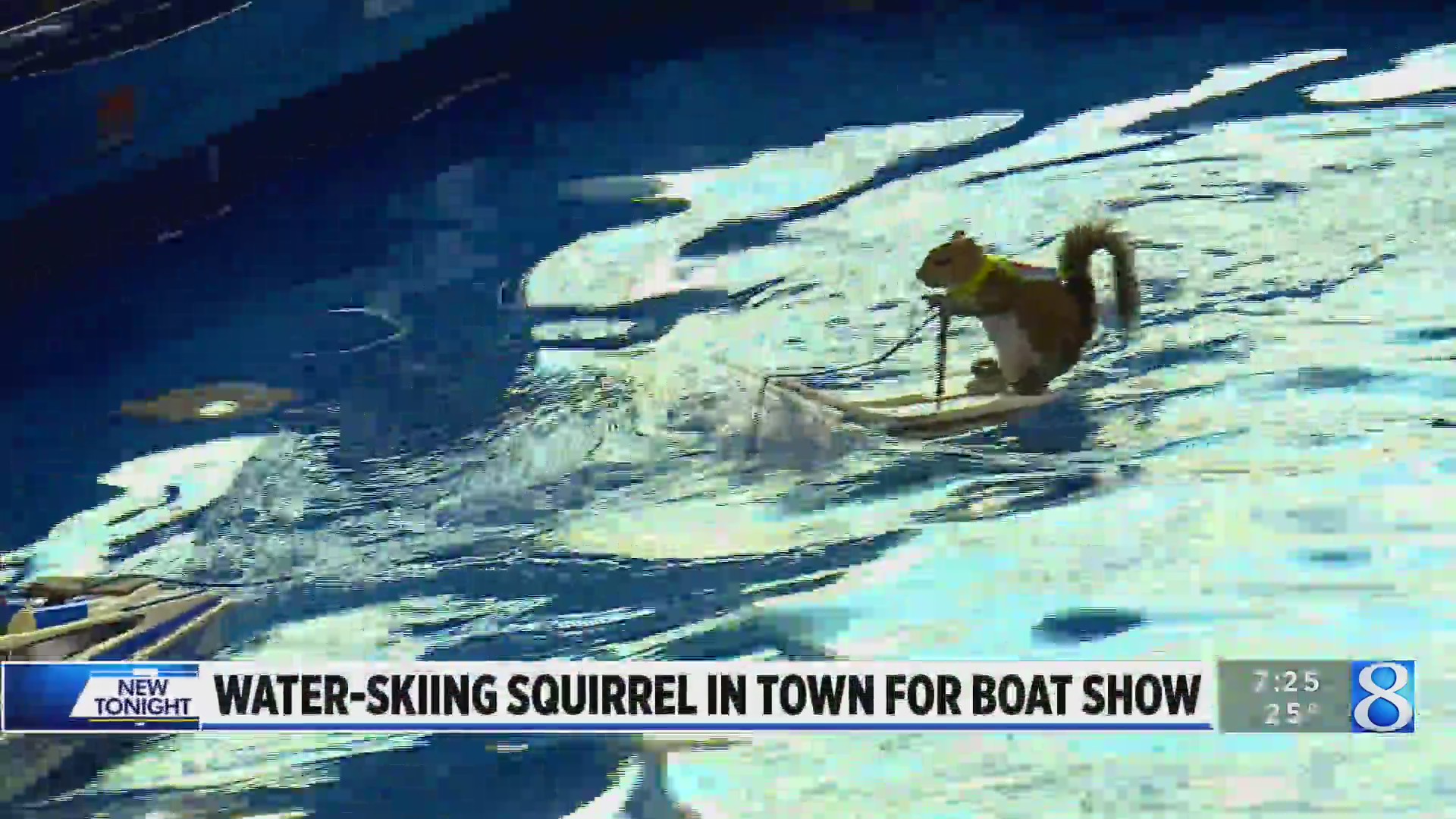 Twiggy the Water Skiing Squirrel drives crowds nuts – WOODTV.com