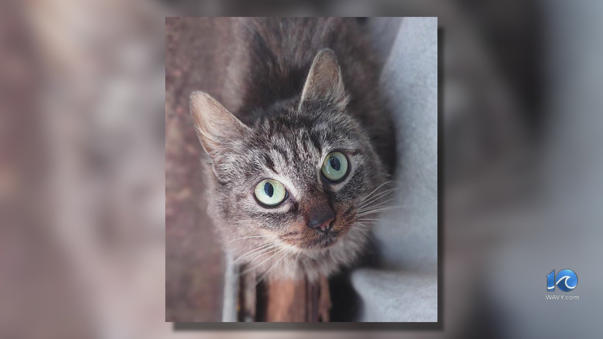 Waggin’ WAVY Wednesday Winner | April 3, 2024 – WAVY.com