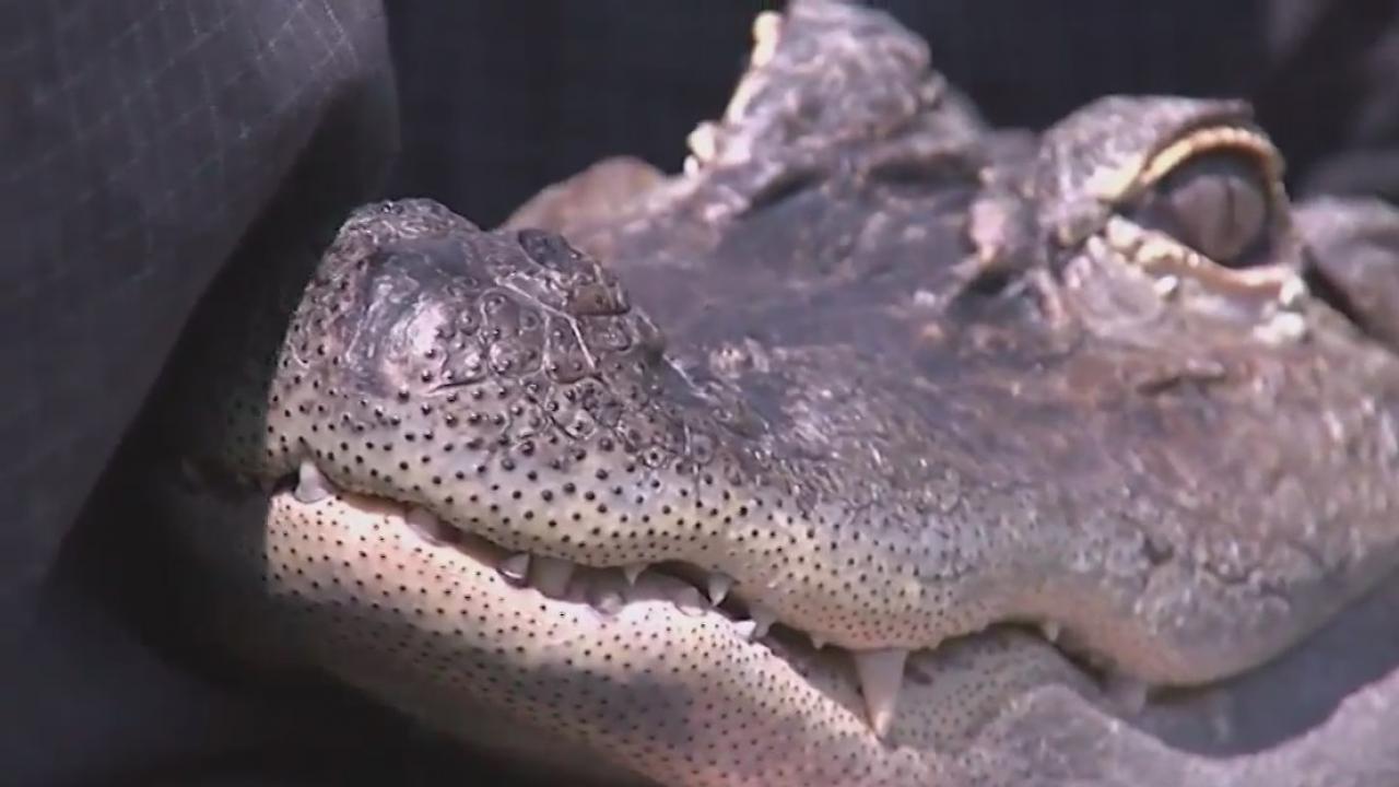 Wally, the Lebanon Co.-based emotional support alligator, gains global ...