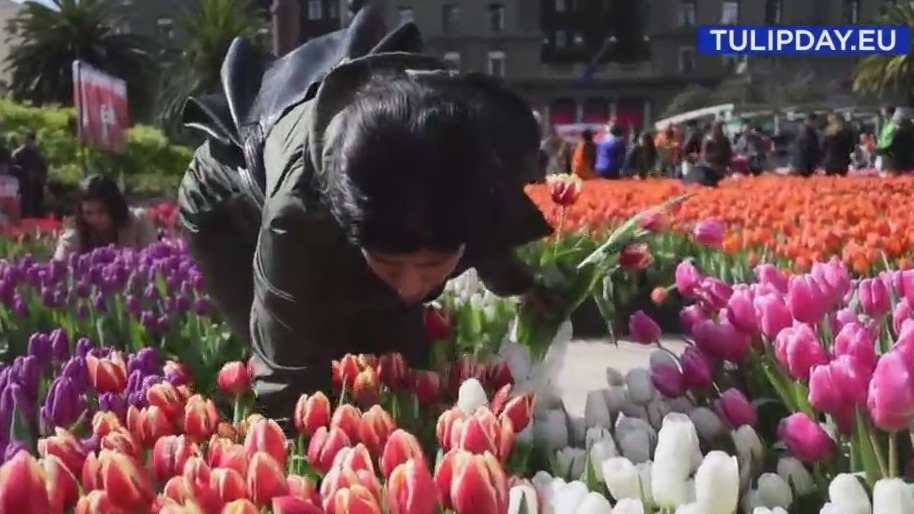 NYC marks first-ever Tulip Day with free bouquets – PIX11