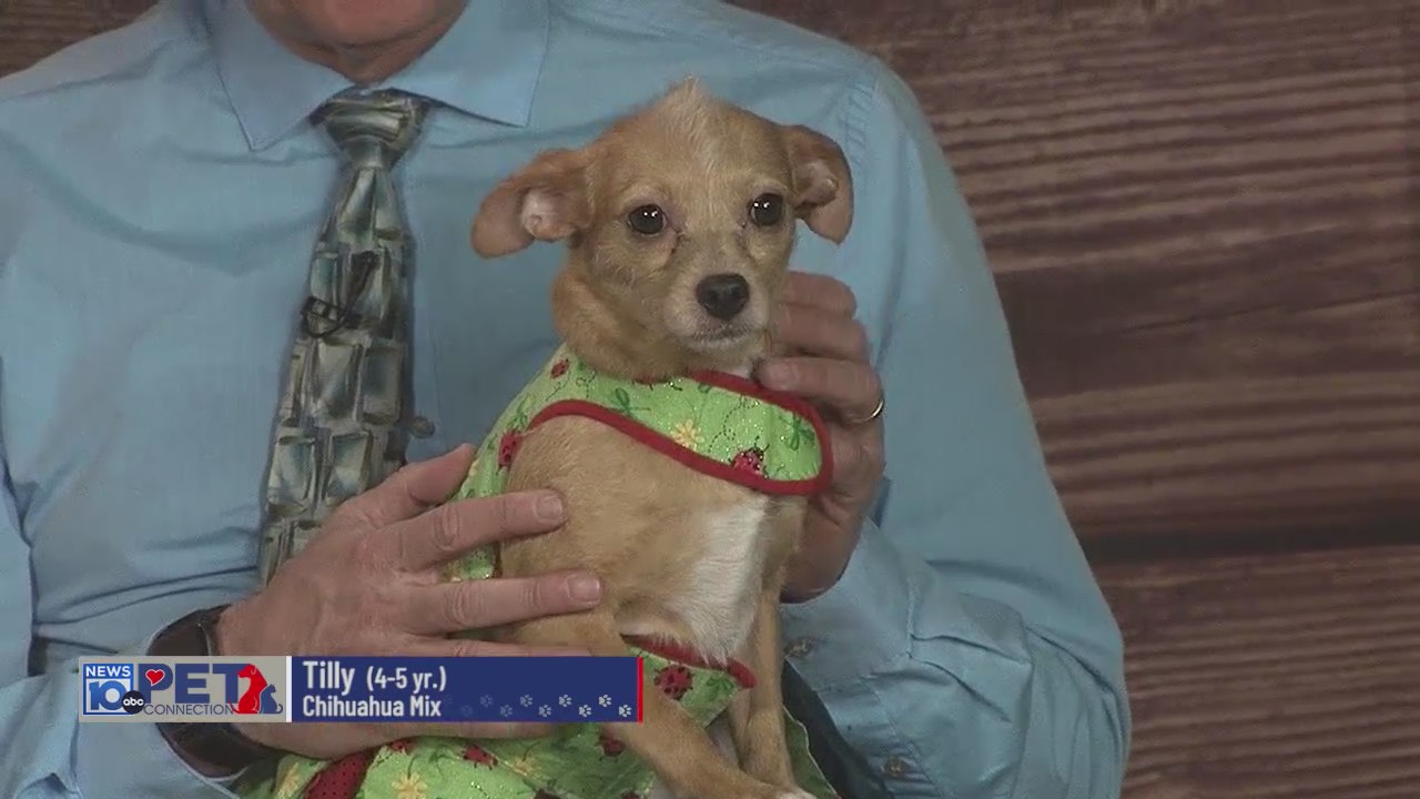 Tilly – NEWS10 ABC