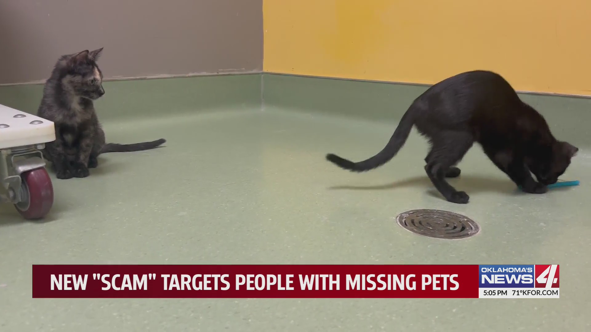 New “scam” targets people with missing pets – KFOR.com Oklahoma City
