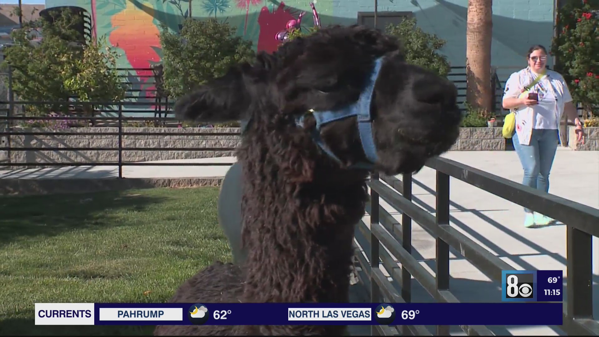 Tony Hsieh is gone, but his alpaca has a good home in downtown Las ...