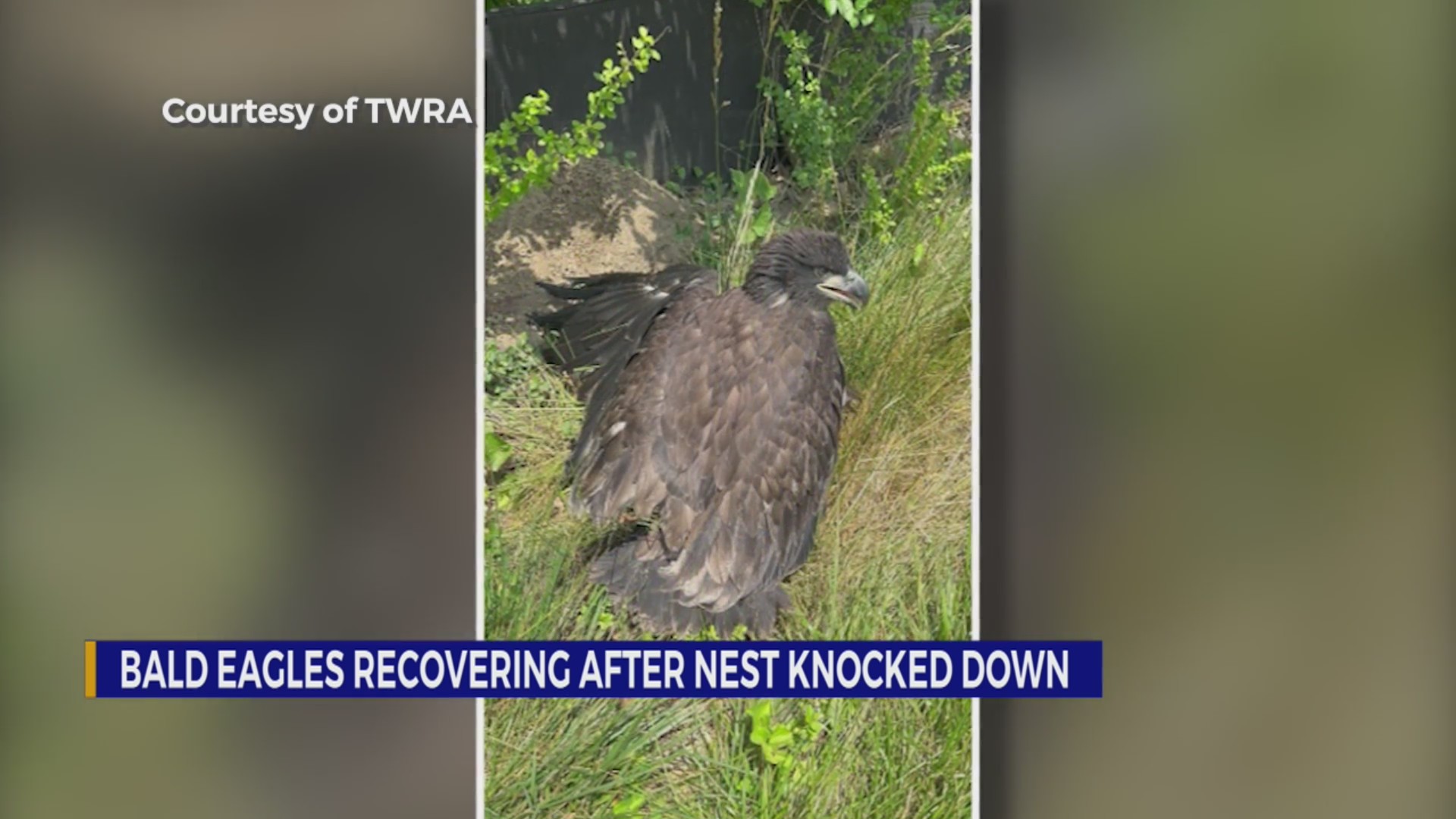 TN bald eagles recovering after nest knocked down – WKRN News 2