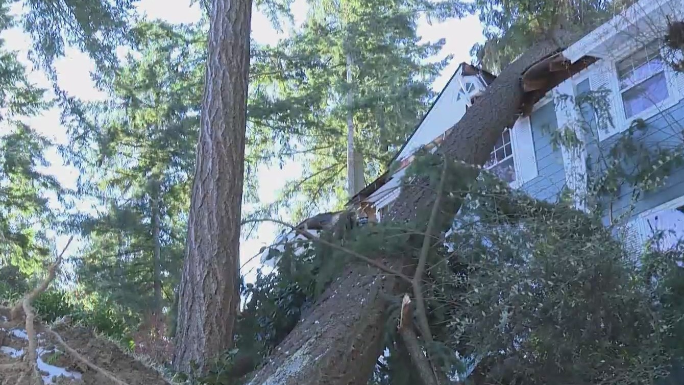 City extends winter storm tree damage fee waiver – KOIN.com