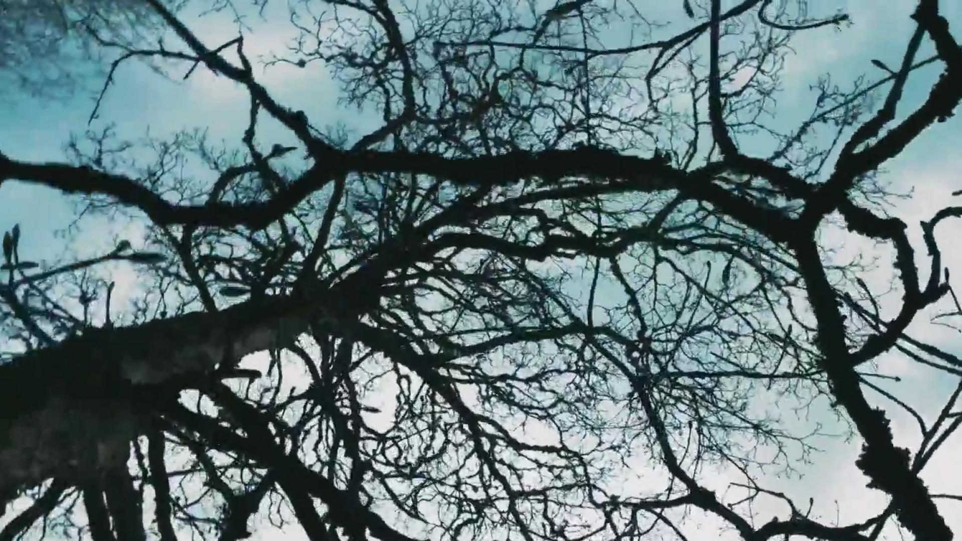 Zombie Trees return to Central Texas — how to identify the dangerous ...