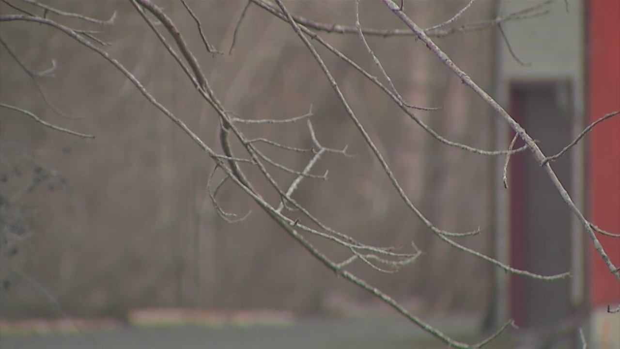 Police: Woman killed with crossbow in domestic incident – News 4 Buffalo