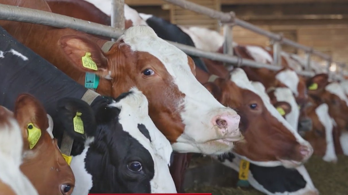 Person diagnosed with bird flu after contact with cows in Texas ...