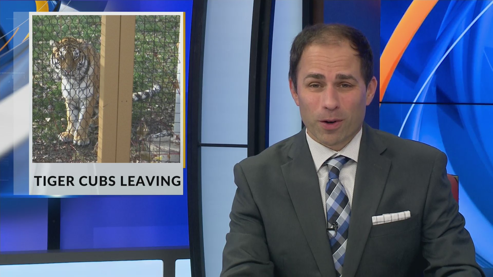 Tiger Cubs Leaving Roosevelt Park Zoo – KX NEWS