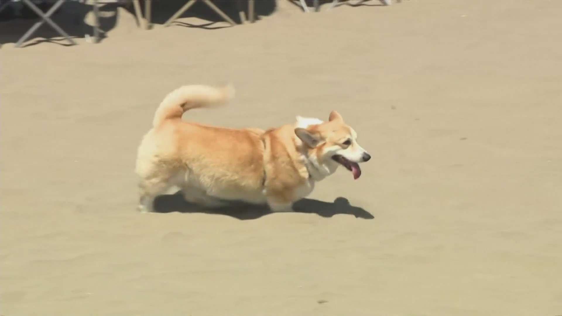 Corgi Con returns to San Francisco – WAVY.com